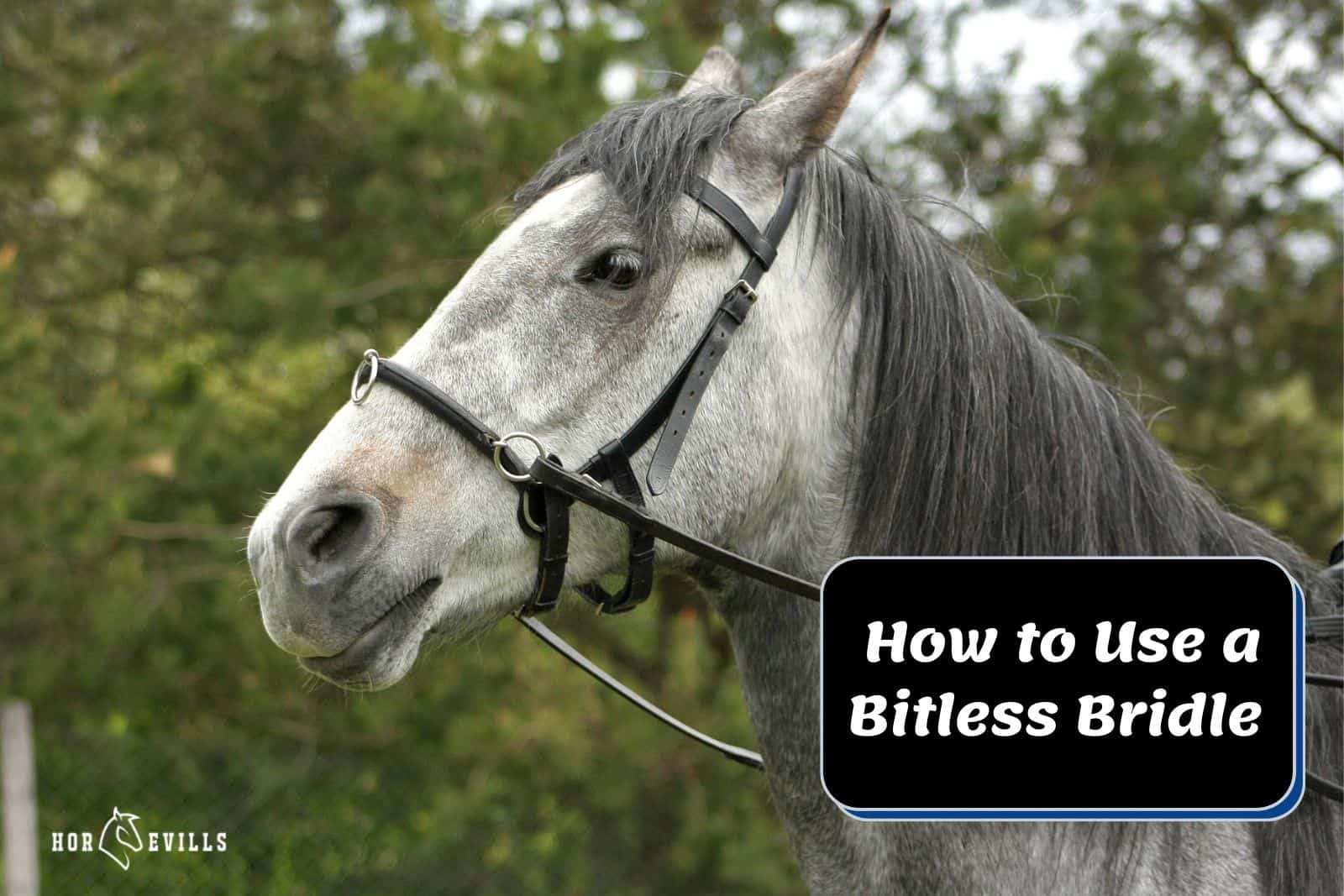 How to Use a Bitless Bridle In 6 Easy Steps [Expert Tips] – My Store