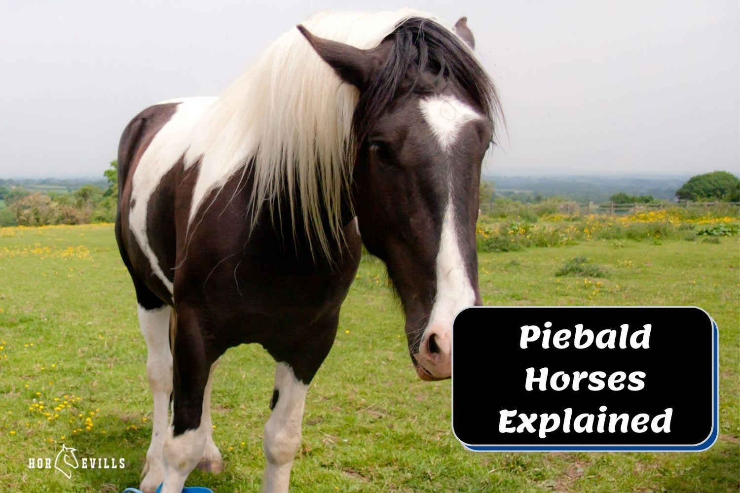 Piebald Horse: Characteristics, Behavior & More (With Photos) – My Store