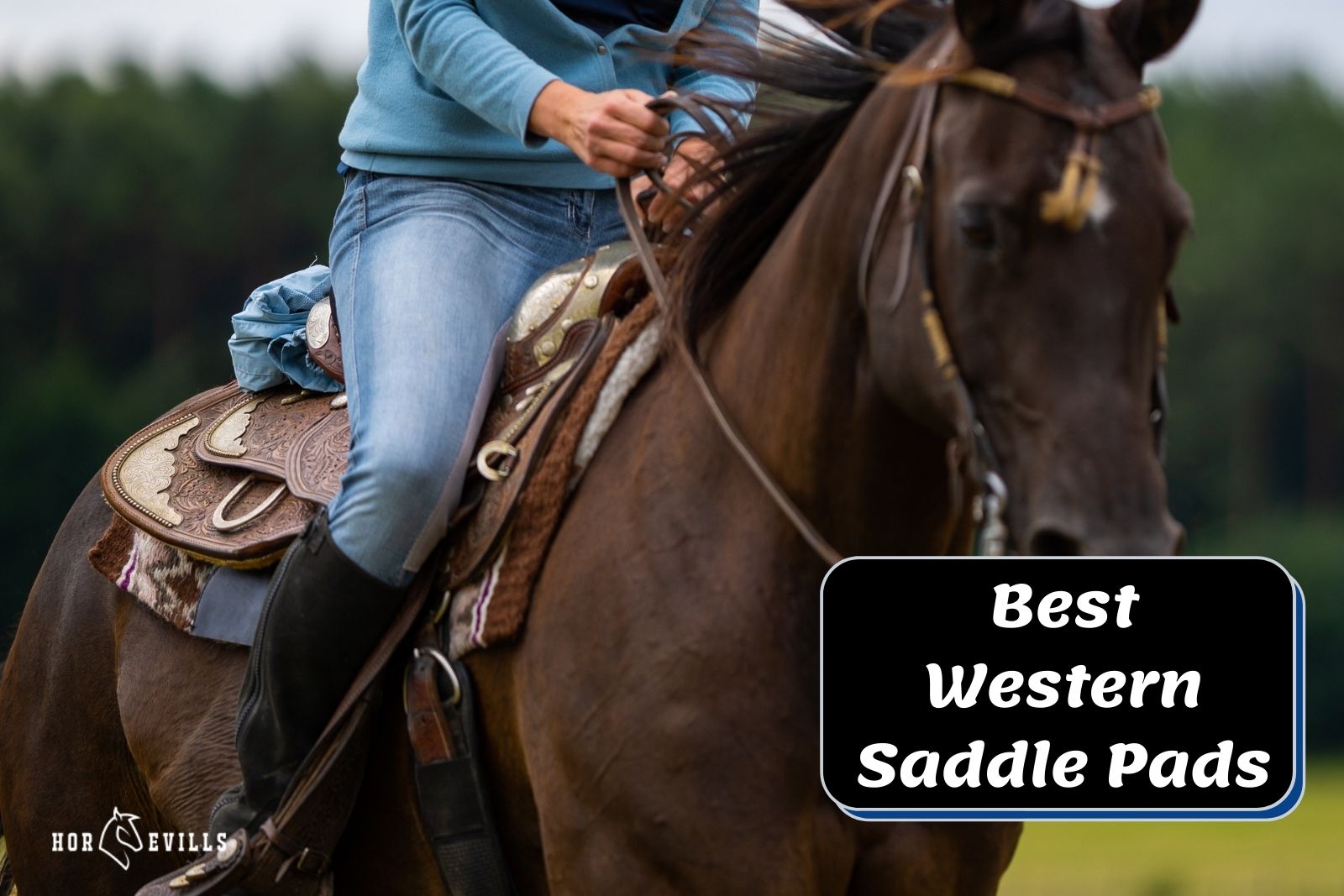 Top 8 Best Western Saddle Pads for Horses [Reviews in 2024] – My Store