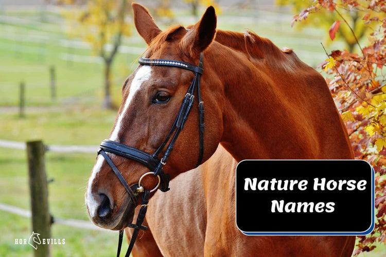 140 Nature-Inspired Horse Names for Your Equine Companion – My Store