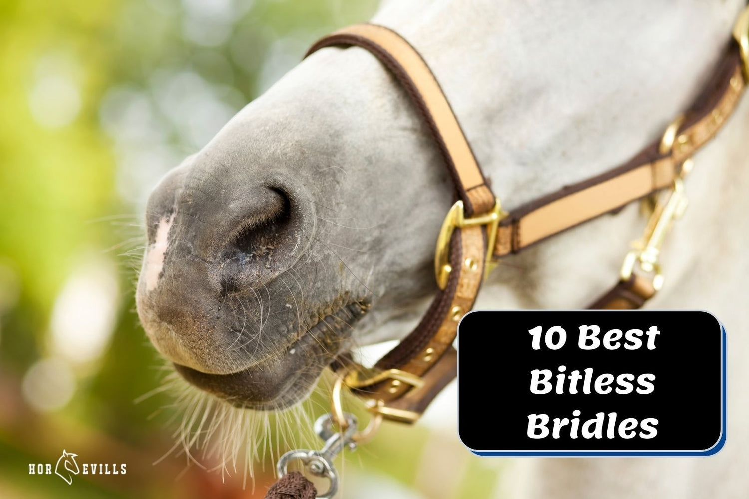 10 Best Bitless Bridles for Horses (Buying Guide) – My Store