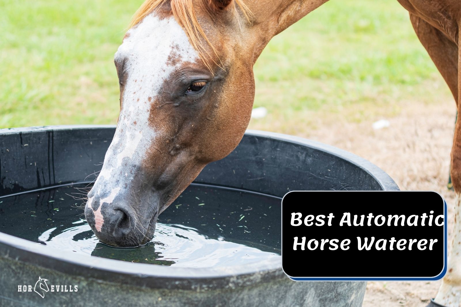 8 Best Automatic Horse Waterer [Review & Buying Guide] – My Store