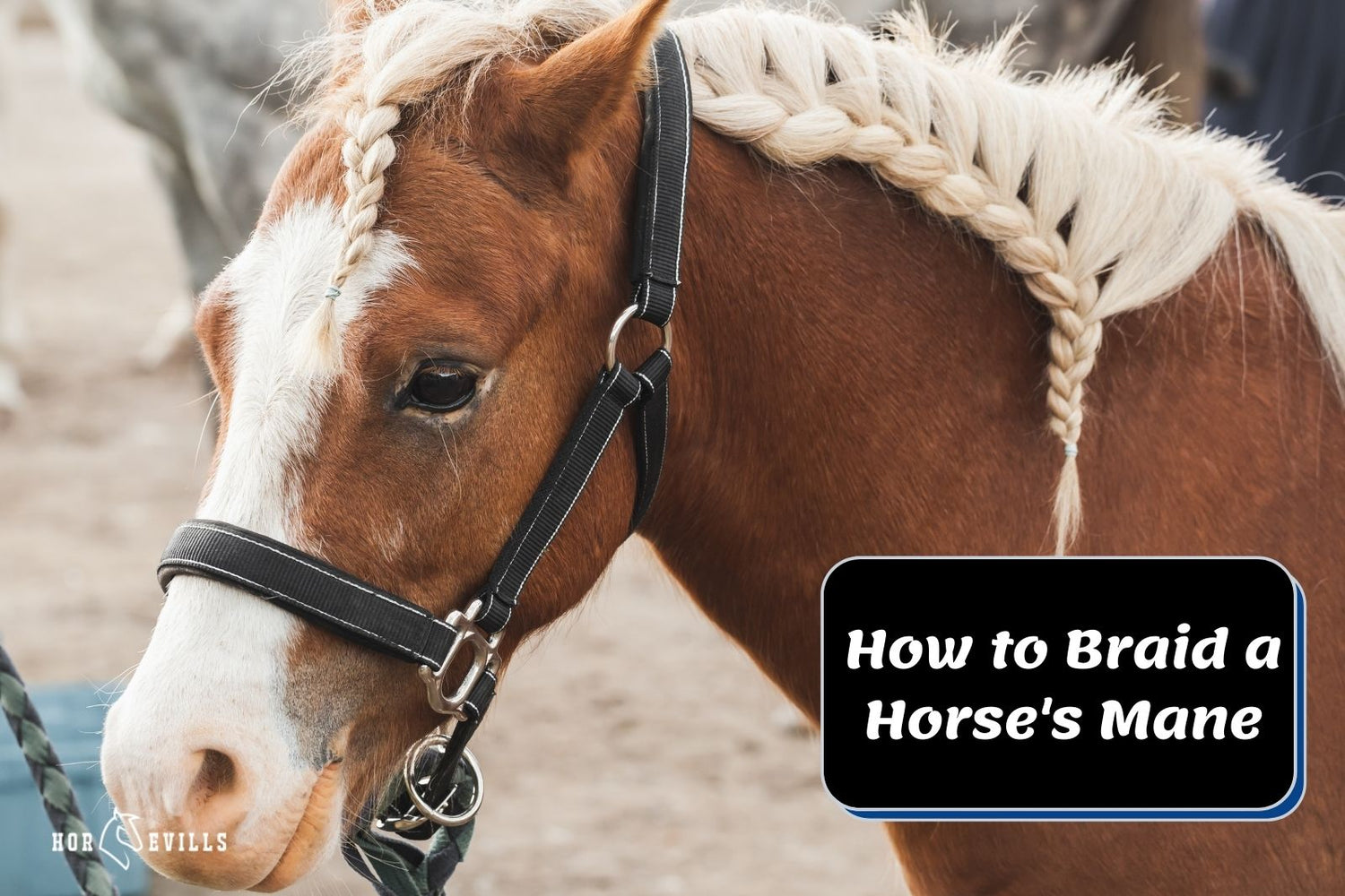 How to Braid a Horse's Mane (Different Styles to Try!) – My Store