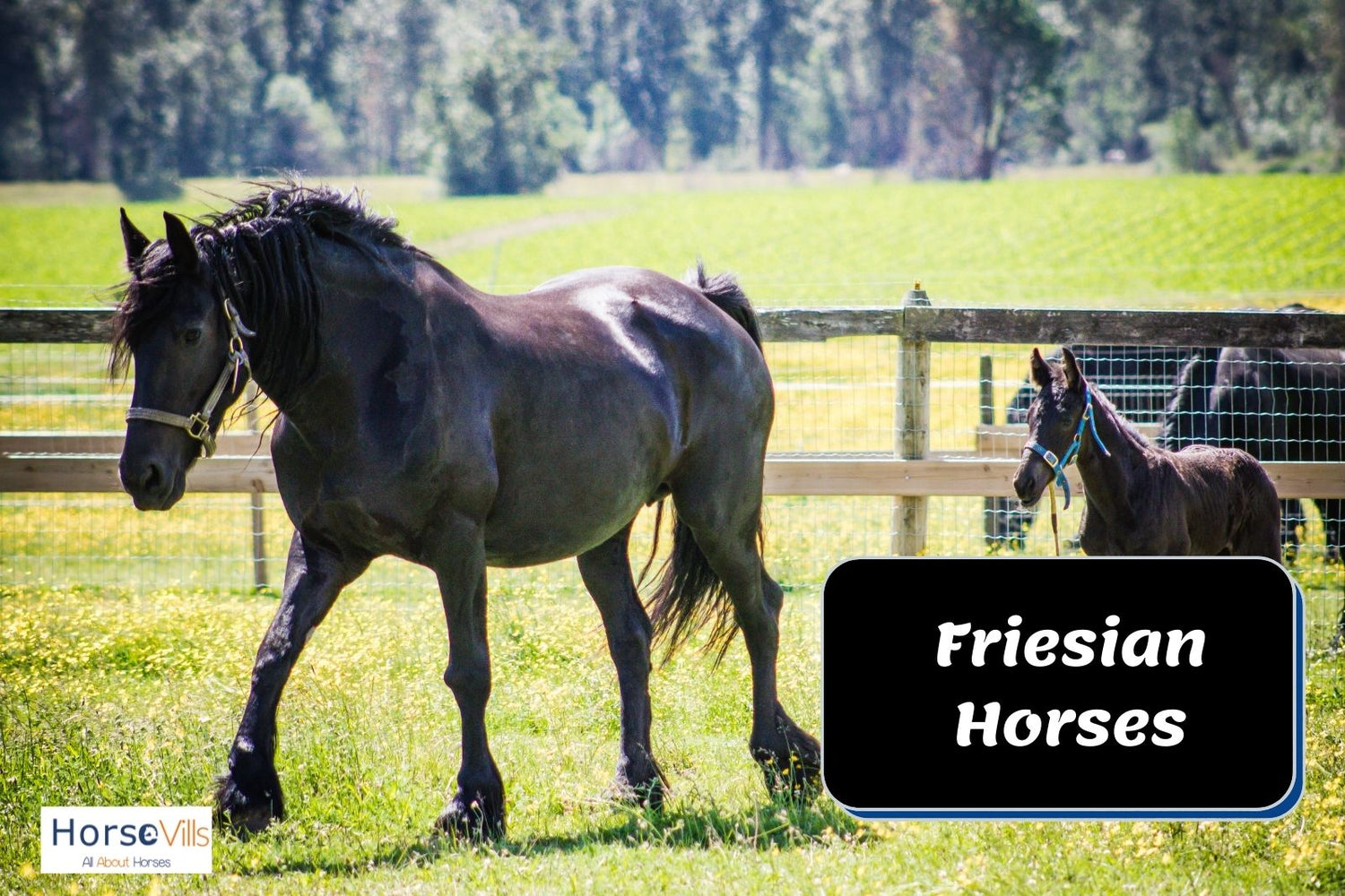 3 Interesting Friesian Horse Facts + Characteristics – My Store