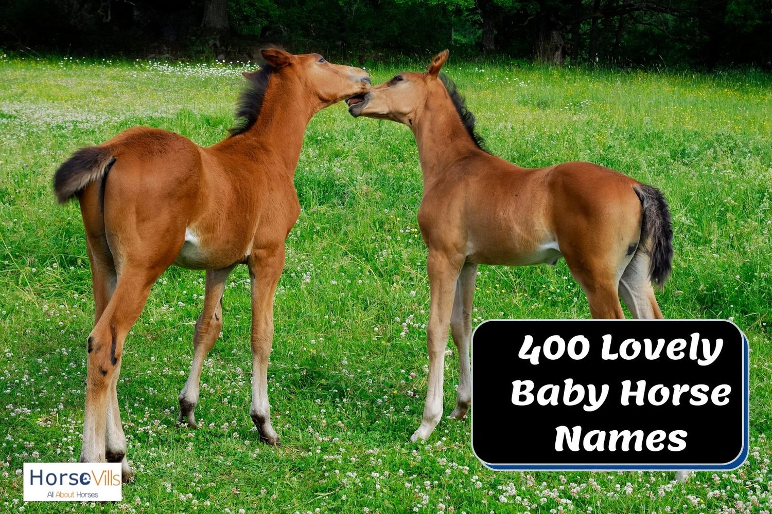 400 Lovely Baby Horse Names for Your Colt & Filly – My Store