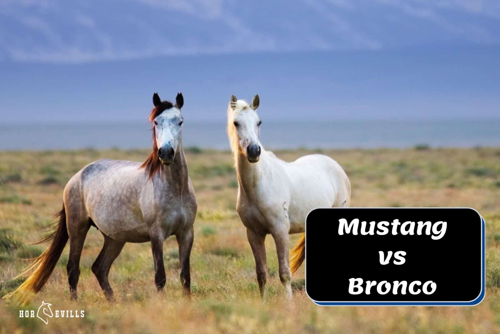 Mustang Vs Bronco: Are They The Same? [Comparison Guide] – My Store