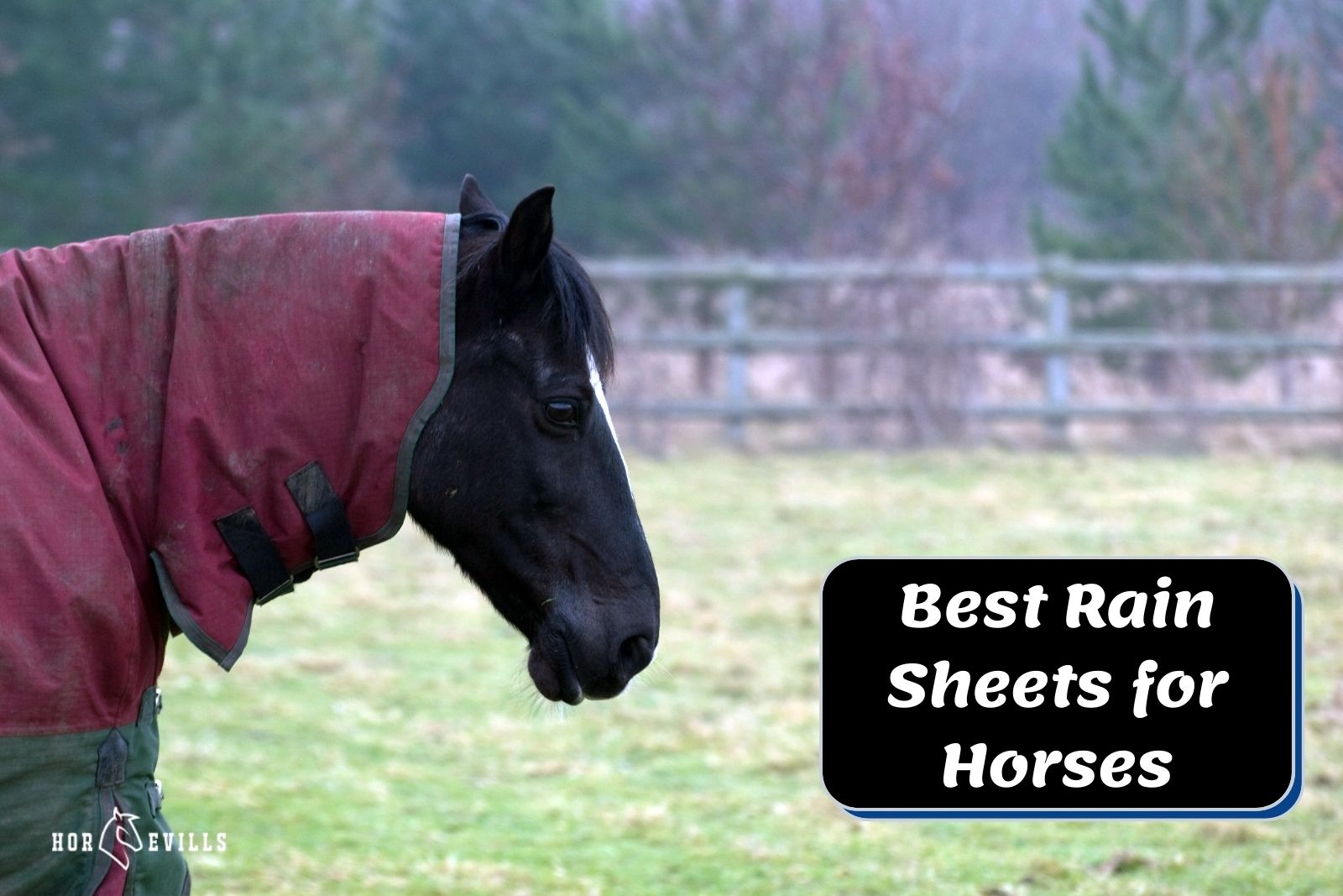 7 Best Rain Sheets for Horses to Keep Them Dry [Review] – My Store