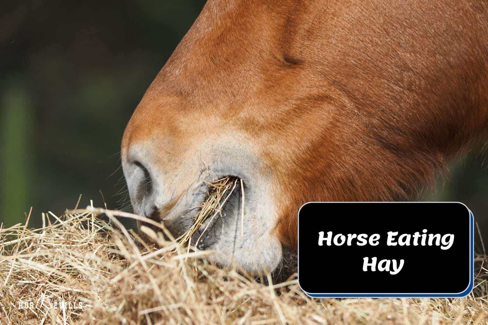 If You Want a Moment of Zen, Watch This Horse Eating [Video] – My Store