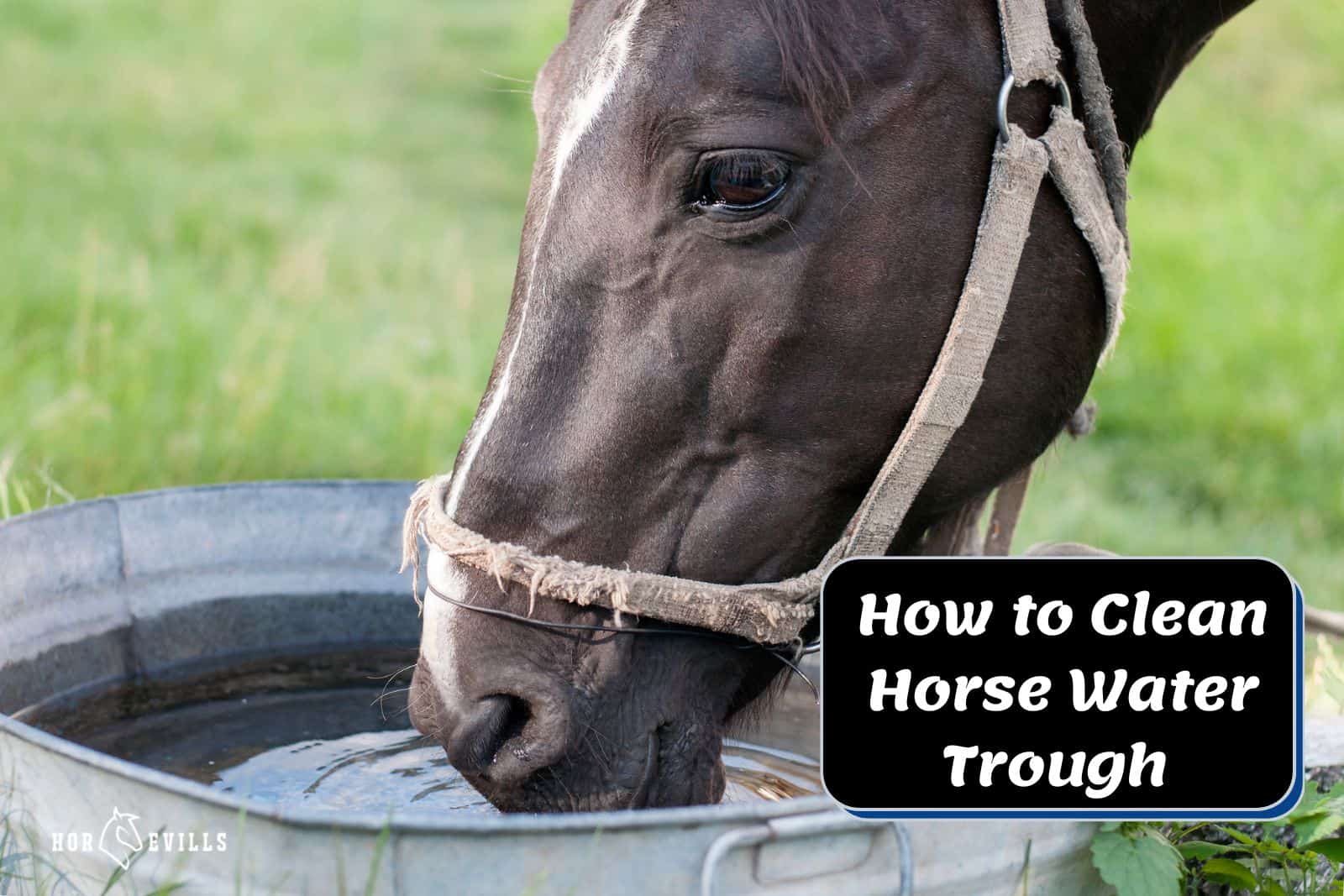How To Clean Horse Water Trough [4 Steps to Follow] – My Store