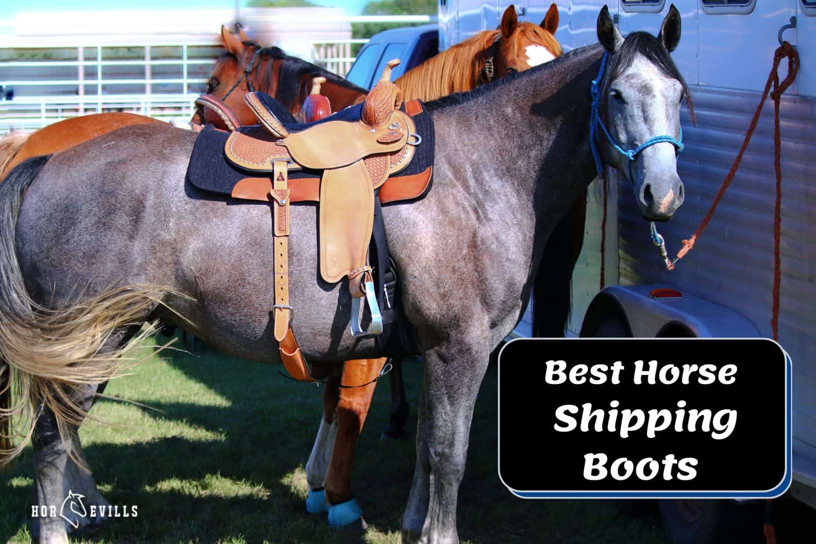 8 Best Horse Shipping Boots [Expert Recommendation] – My Store