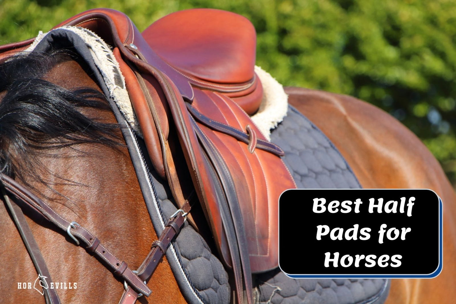 14 Best Half Pads for Horses (Expert Reviewed in 2023) – My Store