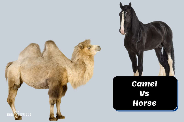 Camel Vs Horse: Their Differences, Similarities, and Uses – My Store