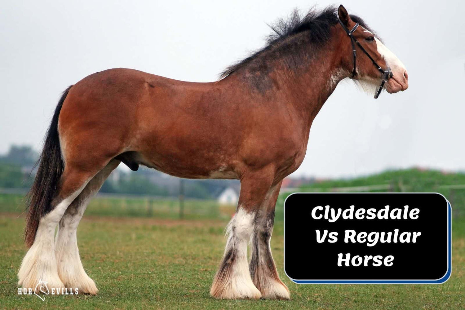 Clydesdale Vs Regular Horse [Detailed Comparison] – My Store